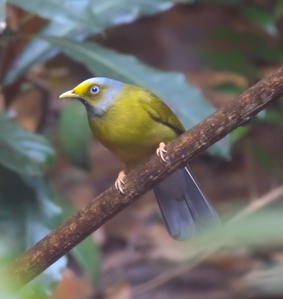 Gray-headed Bulbul (Brachypodius priocephalus) :: BirdWeather