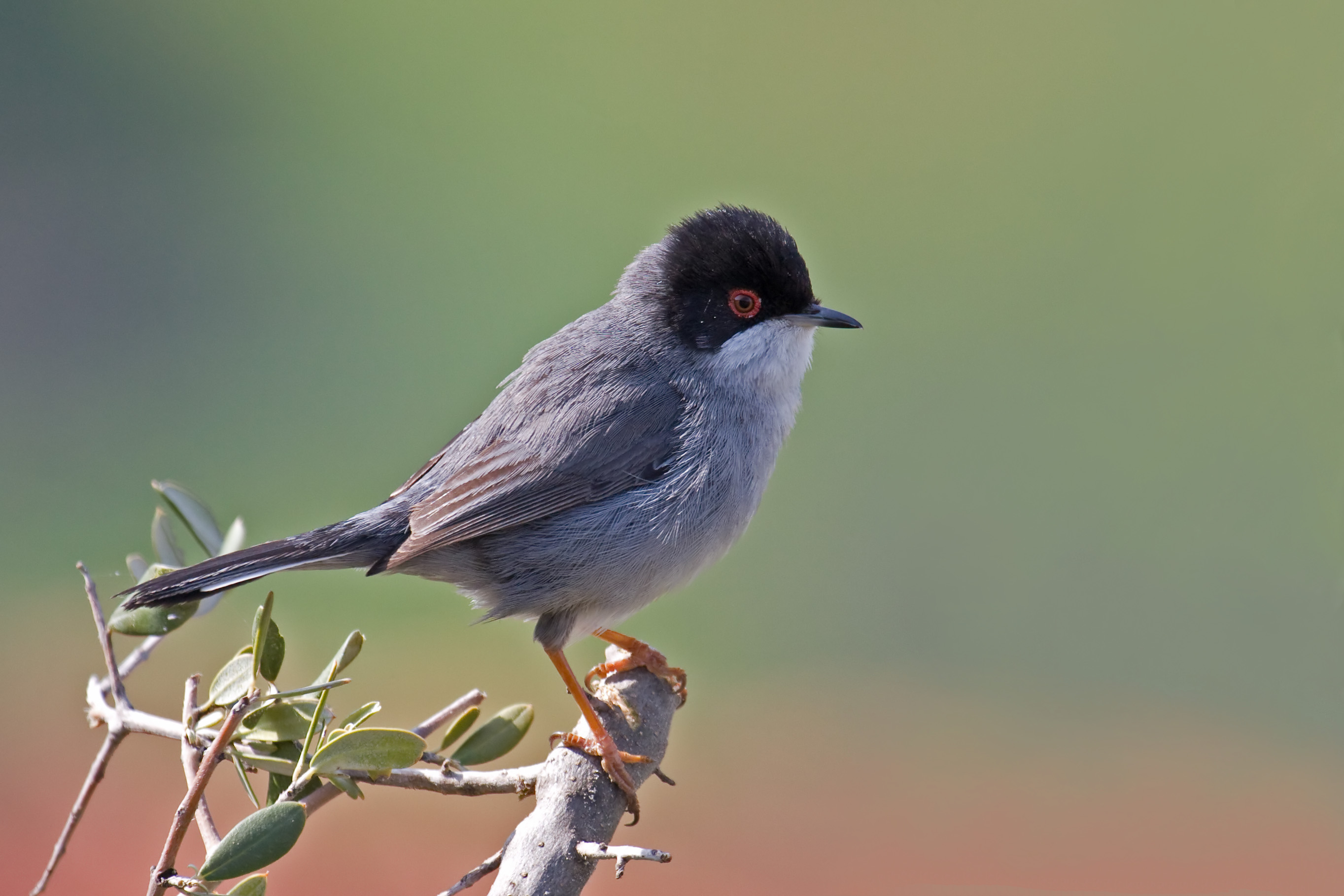 Sardinian Warbler (Curruca melanocephala) :: BirdWeather