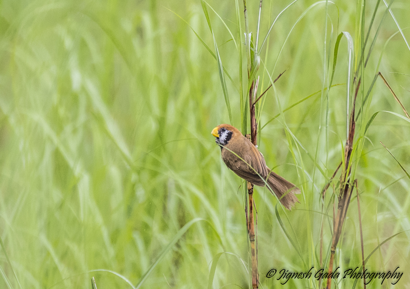 Black-breasted Parrotbill (Paradoxornis flavirostris) :: BirdWeather