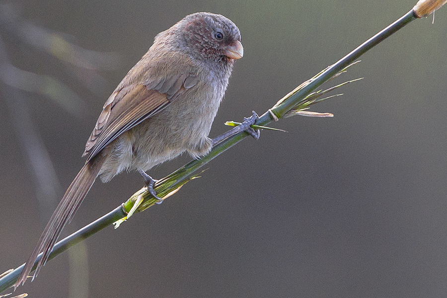 Brown Parrotbill (Cholornis unicolor) :: BirdWeather