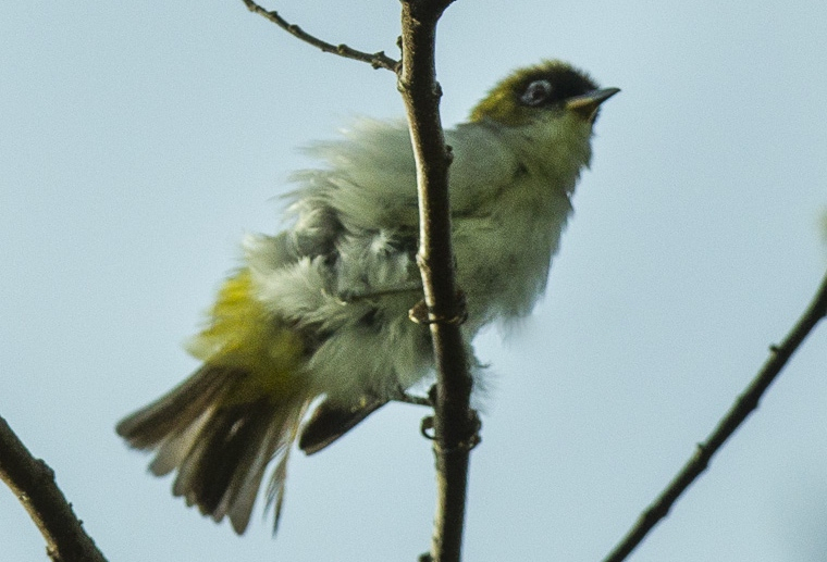 Cream-throated White-eye (Zosterops atriceps) :: BirdWeather