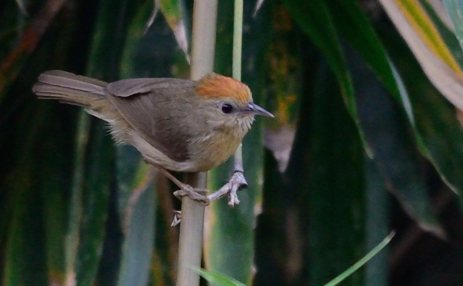 Buff-chested Babbler (Cyanoderma ambiguum) :: BirdWeather