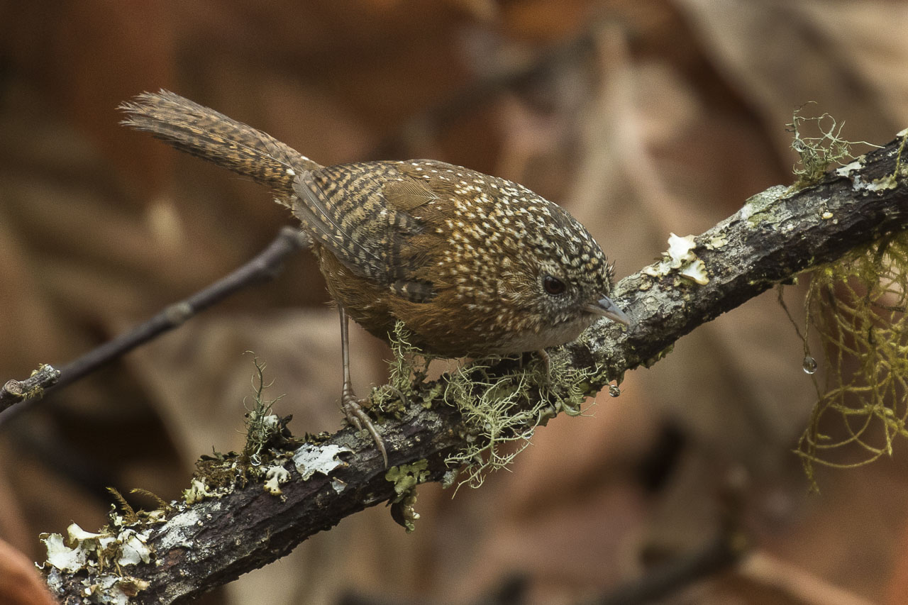 Bar-winged Wren-Babbler (Spelaeornis troglodytoides) :: BirdWeather