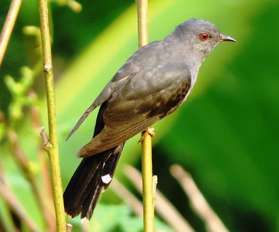 Gray-bellied Cuckoo (Cacomantis passerinus) :: BirdWeather