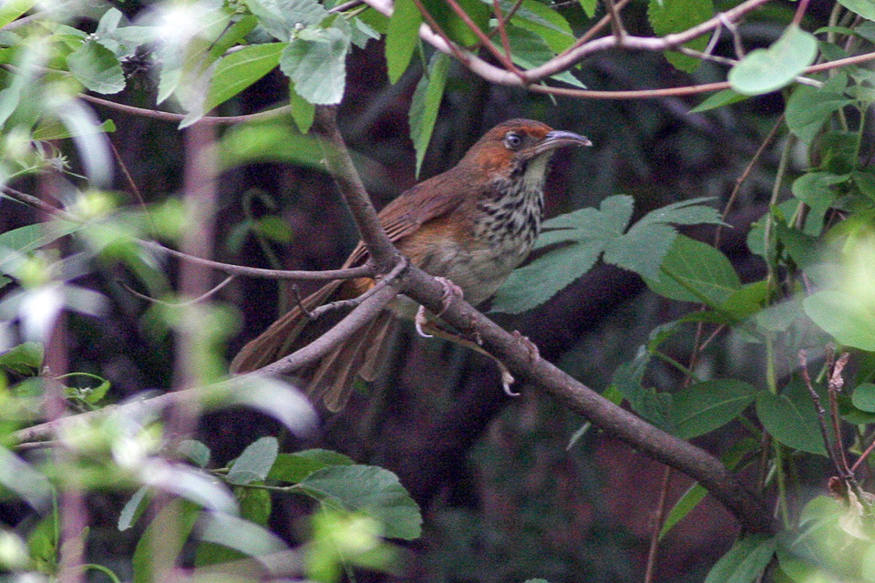 Black-streaked Scimitar-Babbler (Erythrogenys gravivox) :: BirdWeather
