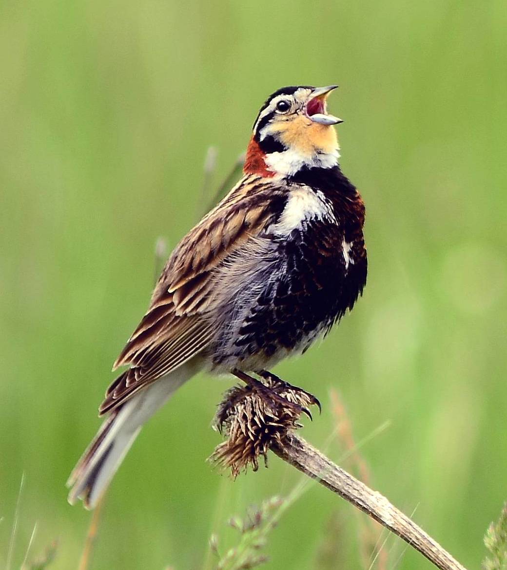 Chestnut-collared Longspur (Calcarius ornatus) :: BirdWeather