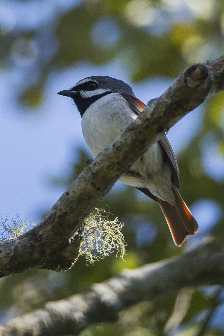 Red-tailed Vanga (Calicalicus madagascariensis) :: BirdWeather