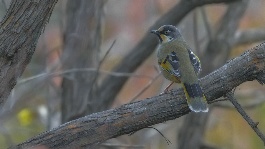 Variegated Laughingthrush (Trochalopteron variegatum) :: BirdWeather