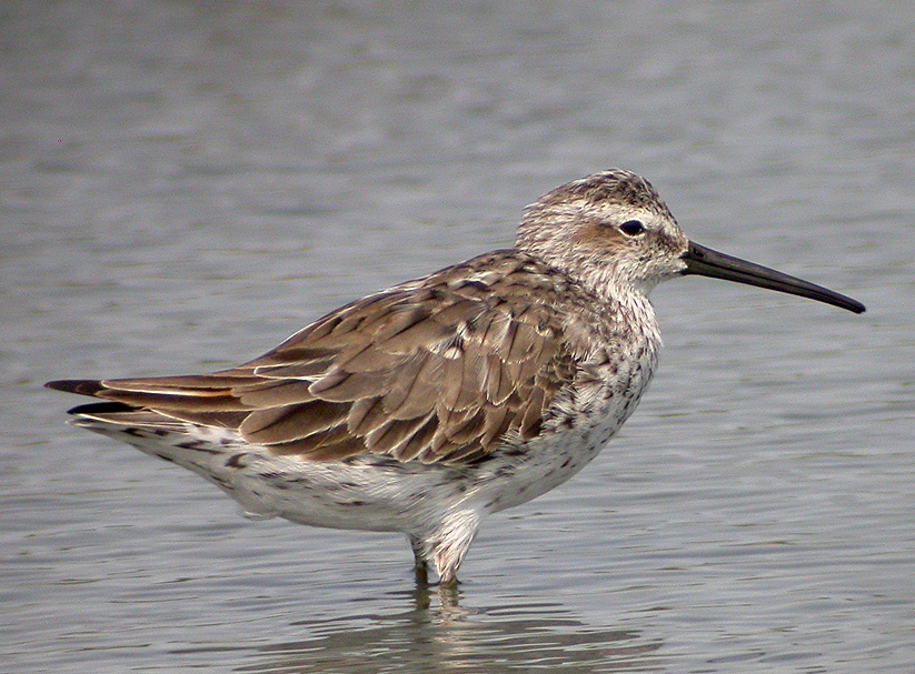 Stilt Sandpiper (Calidris himantopus) :: BirdWeather