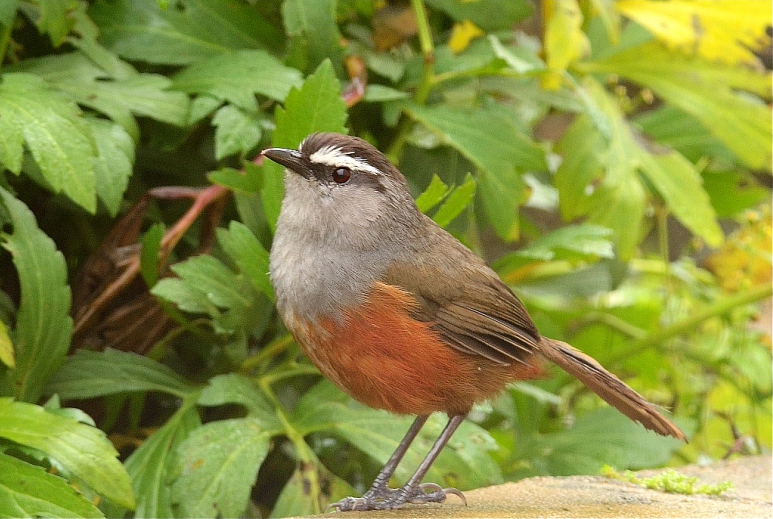 Palani Laughingthrush (Montecincla fairbanki) :: BirdWeather