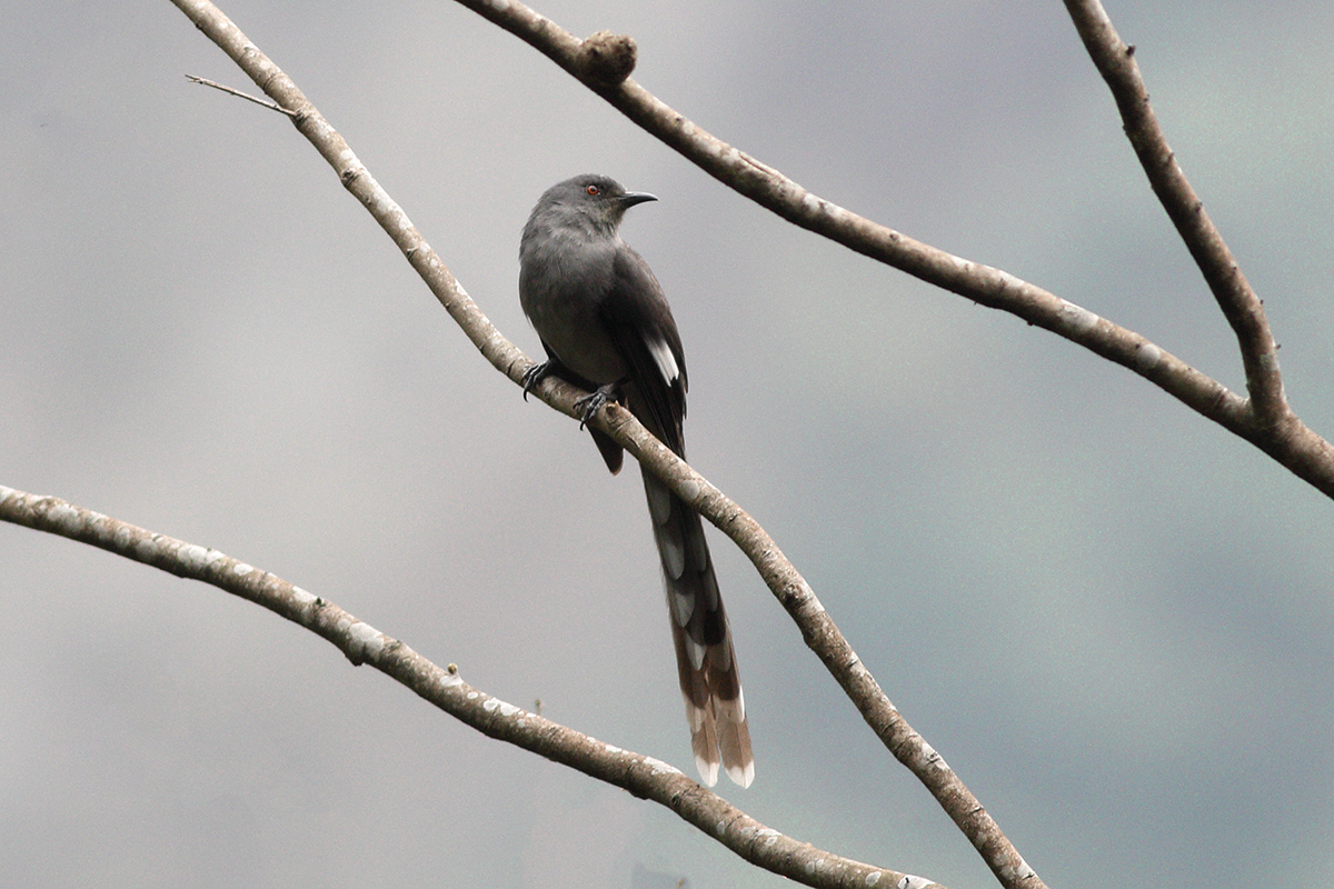 Long-tailed Sibia (Heterophasia picaoides) :: BirdWeather