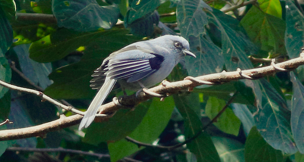 Beautiful Sibia (Heterophasia pulchella) :: BirdWeather