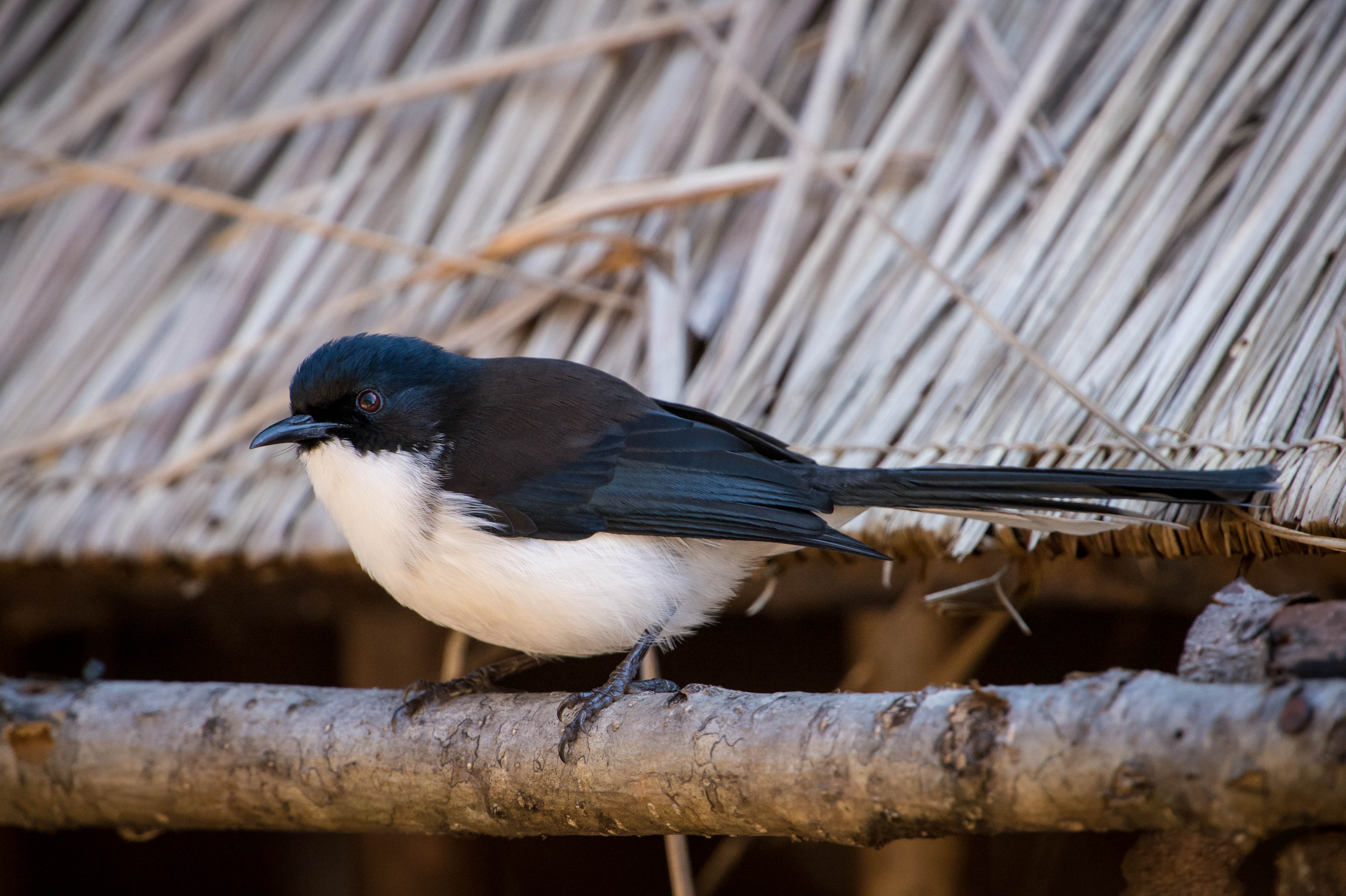 Black-backed Sibia (Heterophasia melanoleuca) :: BirdWeather