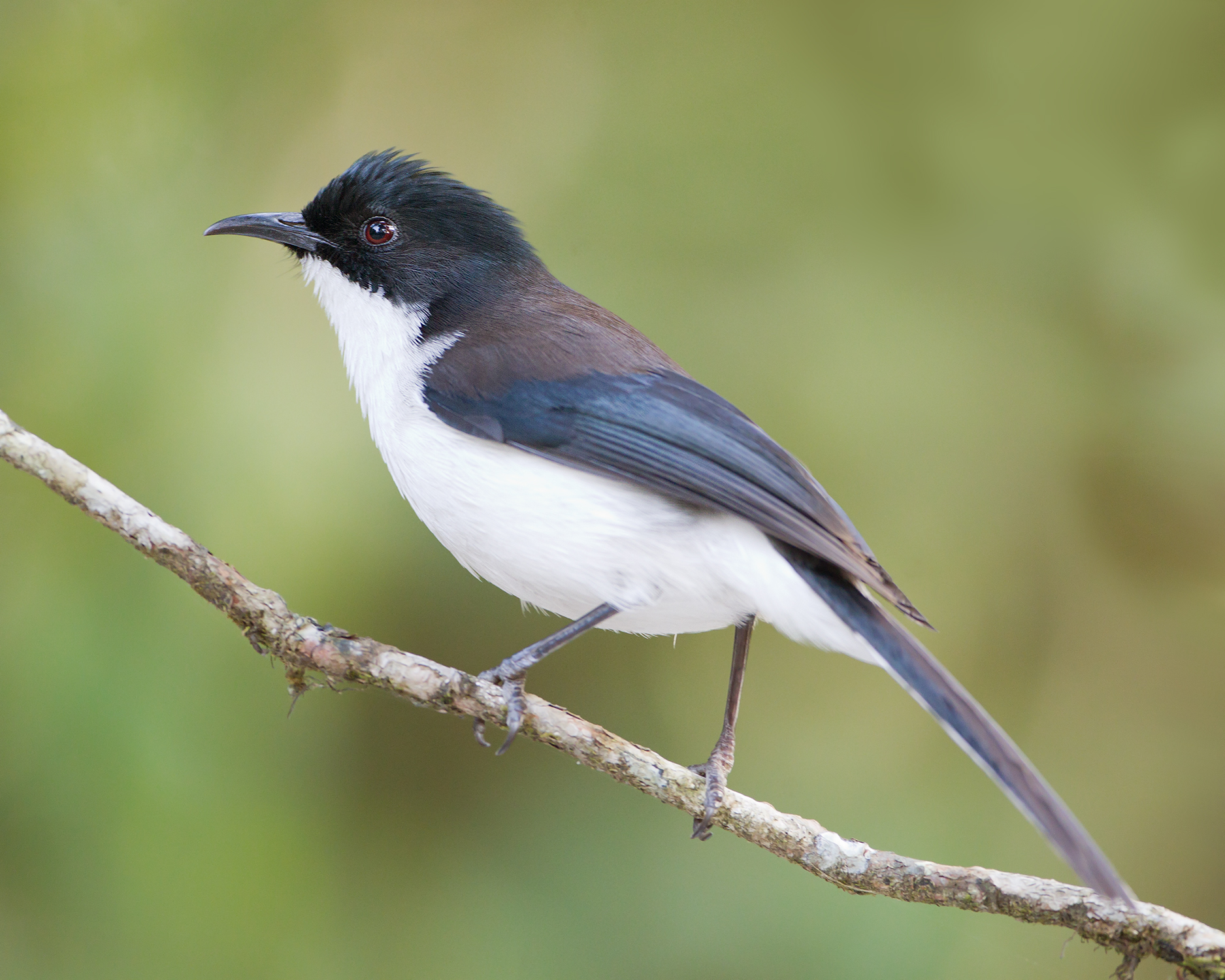 Black-headed Sibia (Heterophasia desgodinsi) :: BirdWeather