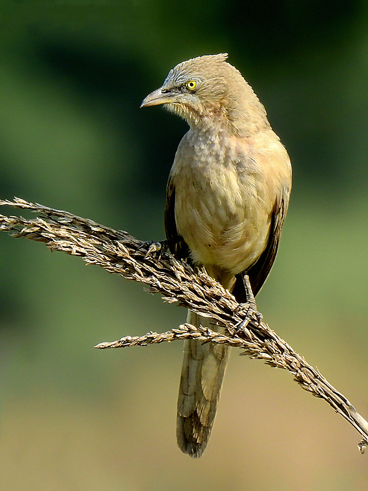 Large Gray Babbler (Argya malcolmi) :: BirdWeather