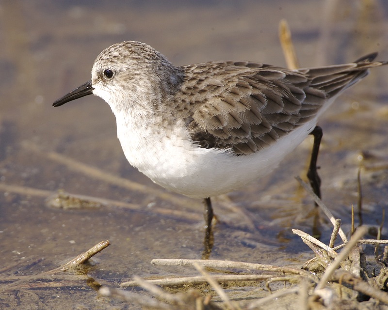 Little Stint (Calidris minuta) :: BirdWeather