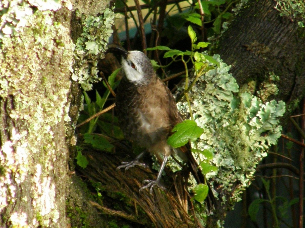 White-rumped Babbler (Turdoides leucopygia) :: BirdWeather