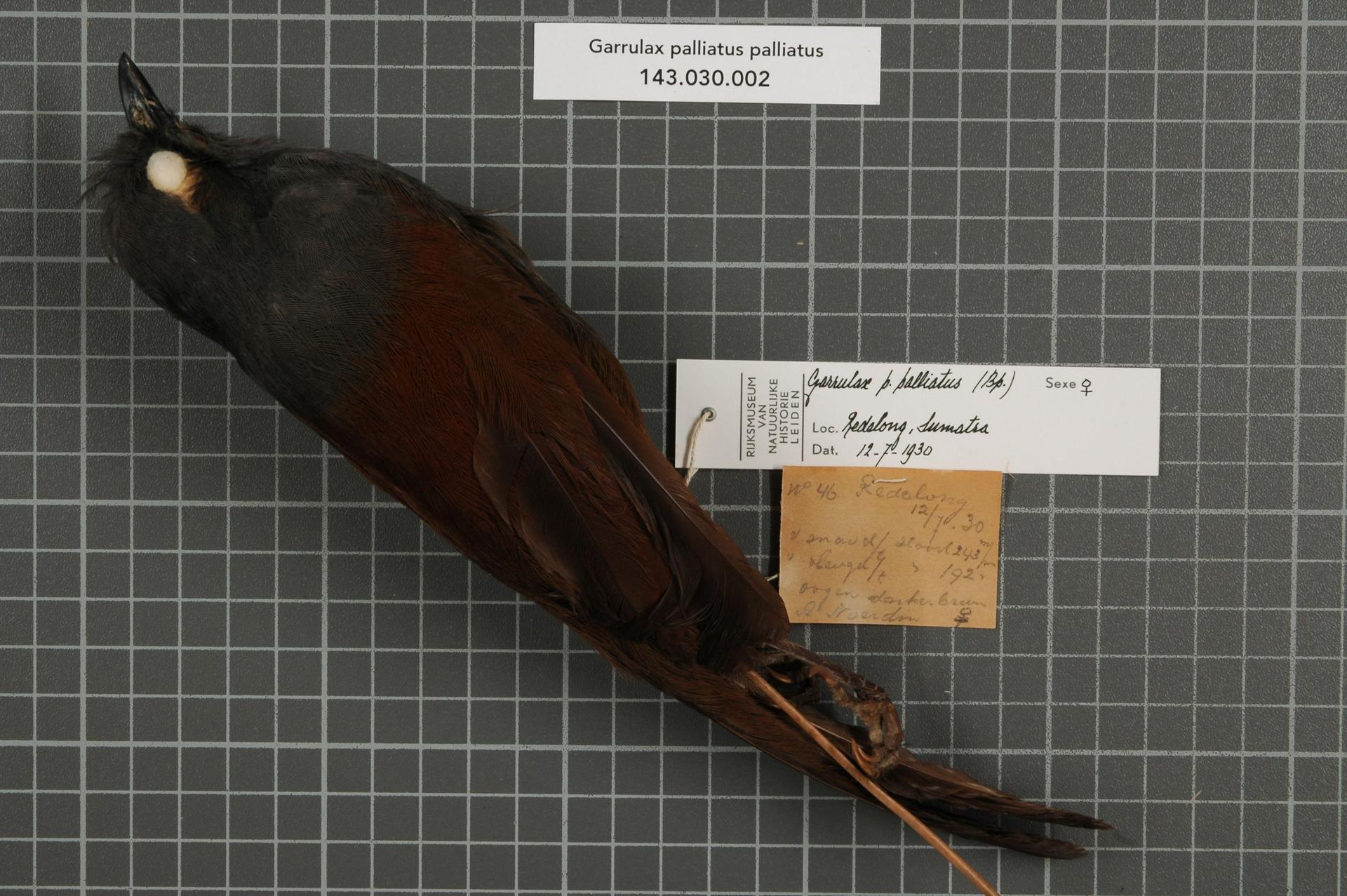 Sunda Laughingthrush (Garrulax palliatus) :: BirdWeather