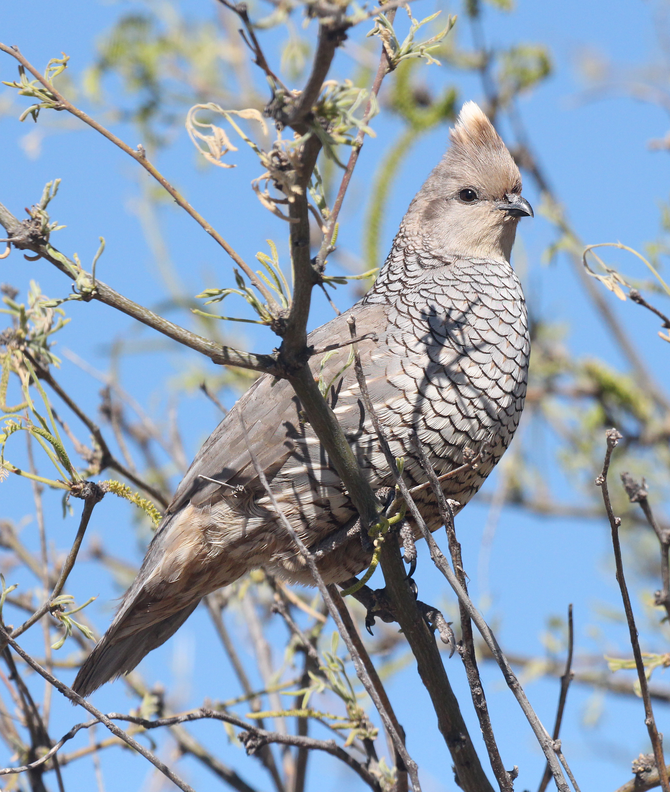 Scaled Quail (Callipepla squamata) :: BirdWeather