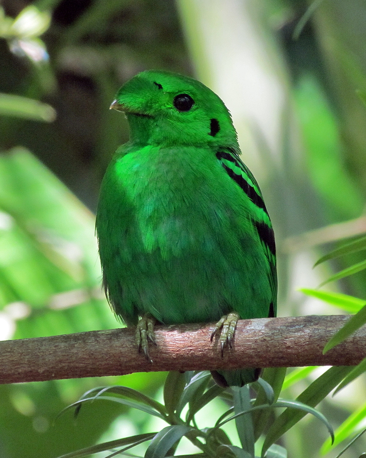 Green Broadbill (Calyptomena viridis) :: BirdWeather