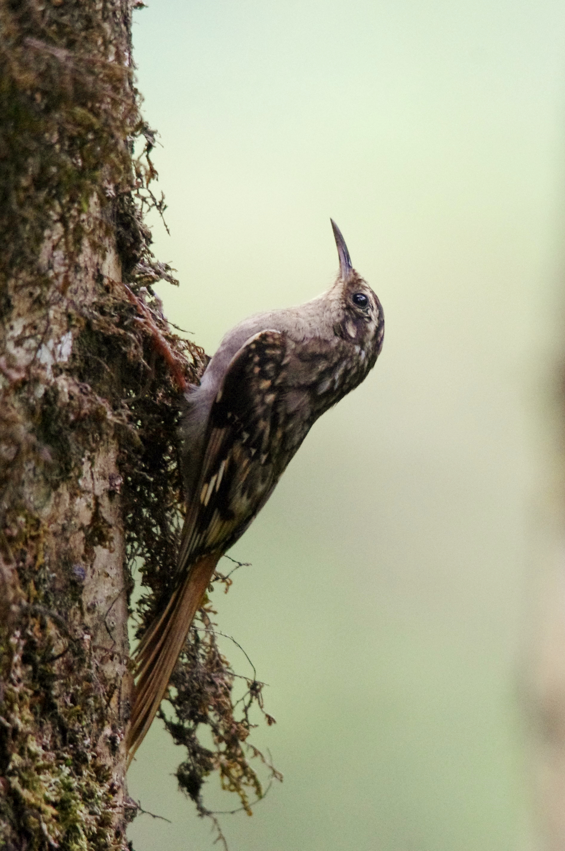 Sikkim Treecreeper (Certhia discolor) :: BirdWeather