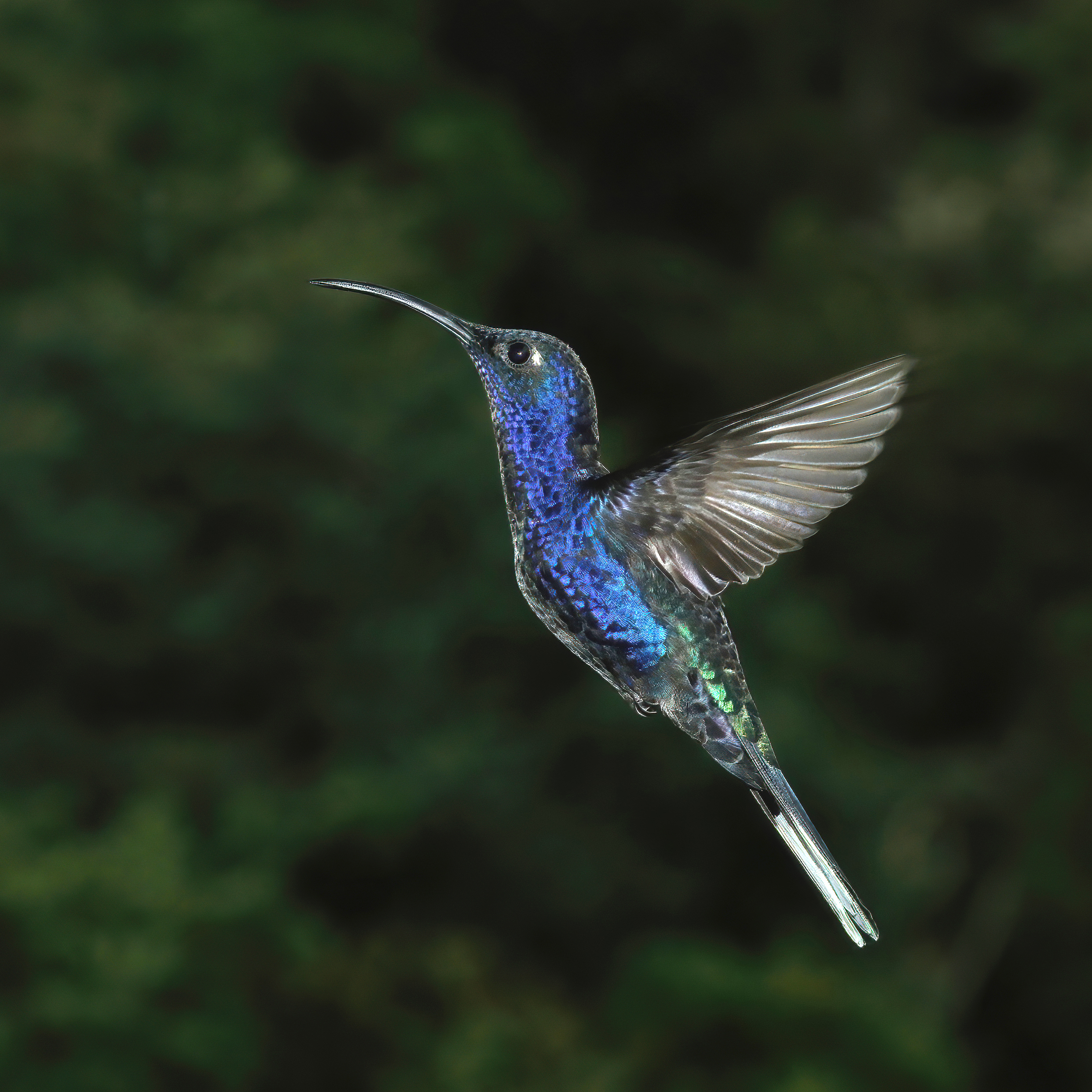 Violet Sabrewing (Campylopterus hemileucurus) :: BirdWeather