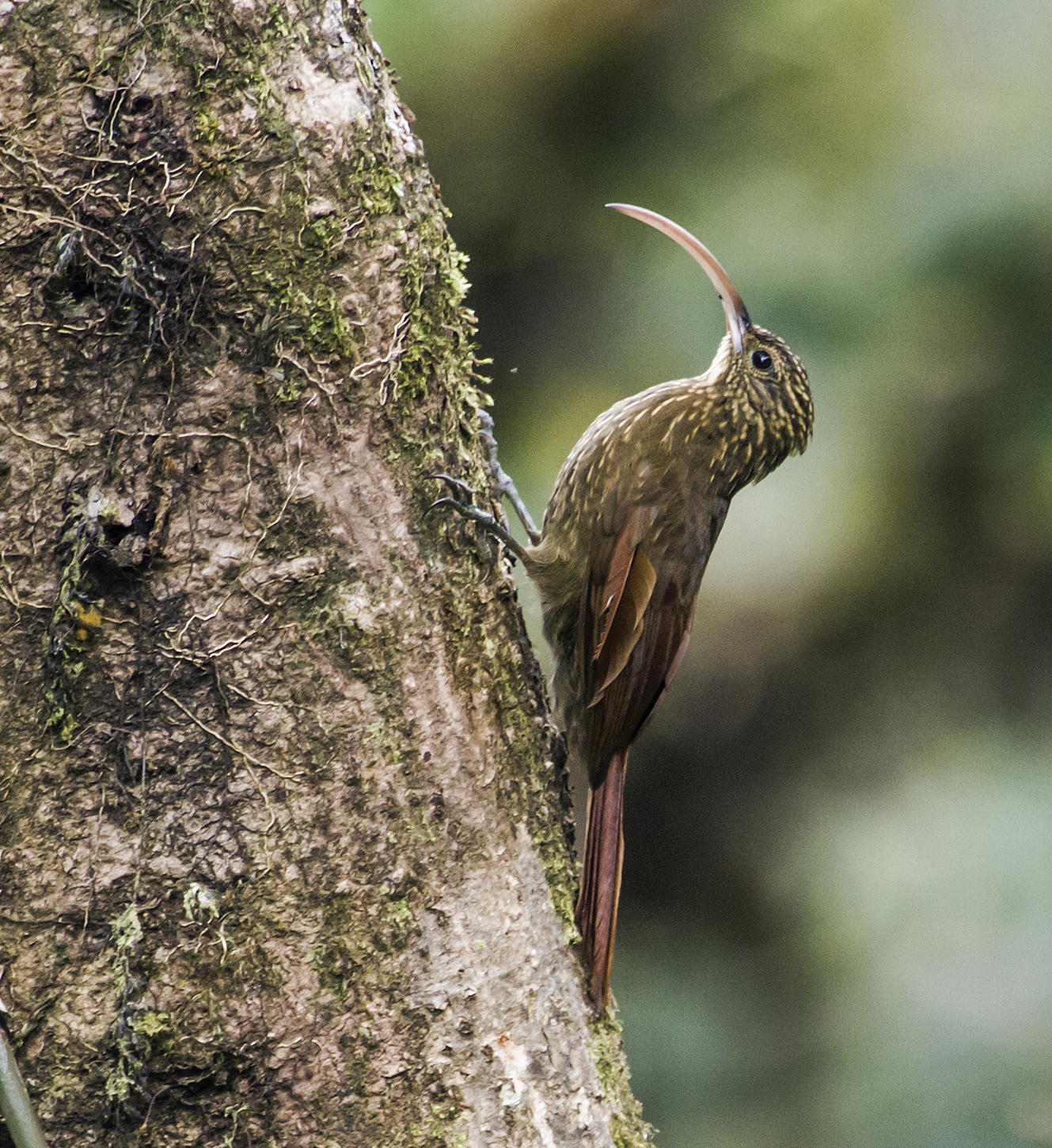 Brown-billed Scythebill (Campylorhamphus pusillus) :: BirdWeather