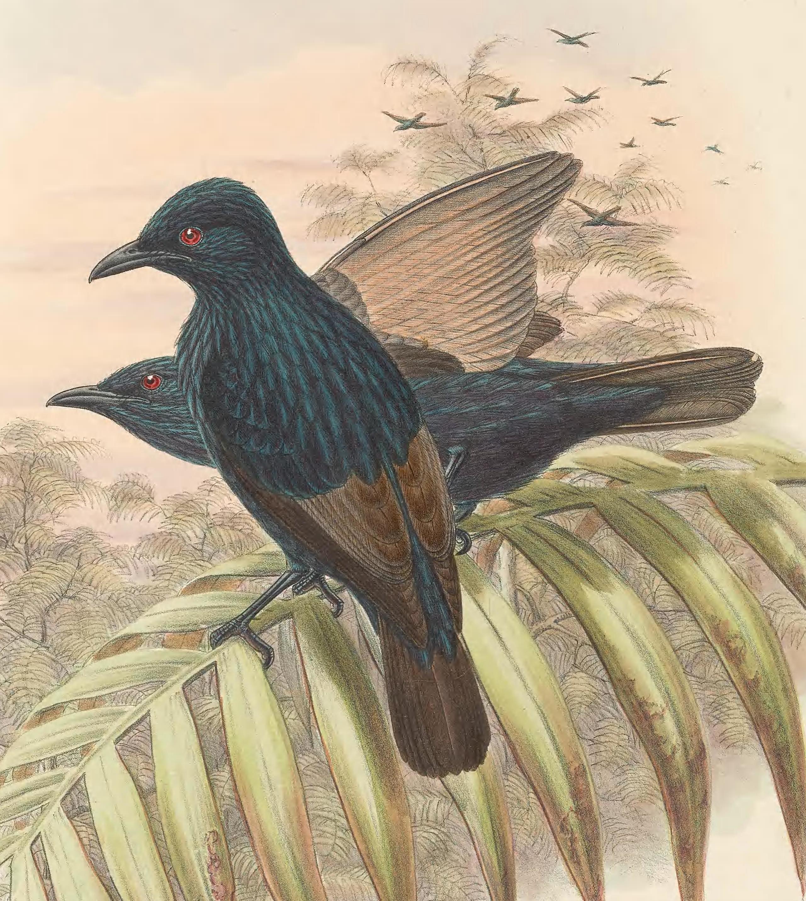Brown-winged Starling (Aplonis grandis) :: BirdWeather
