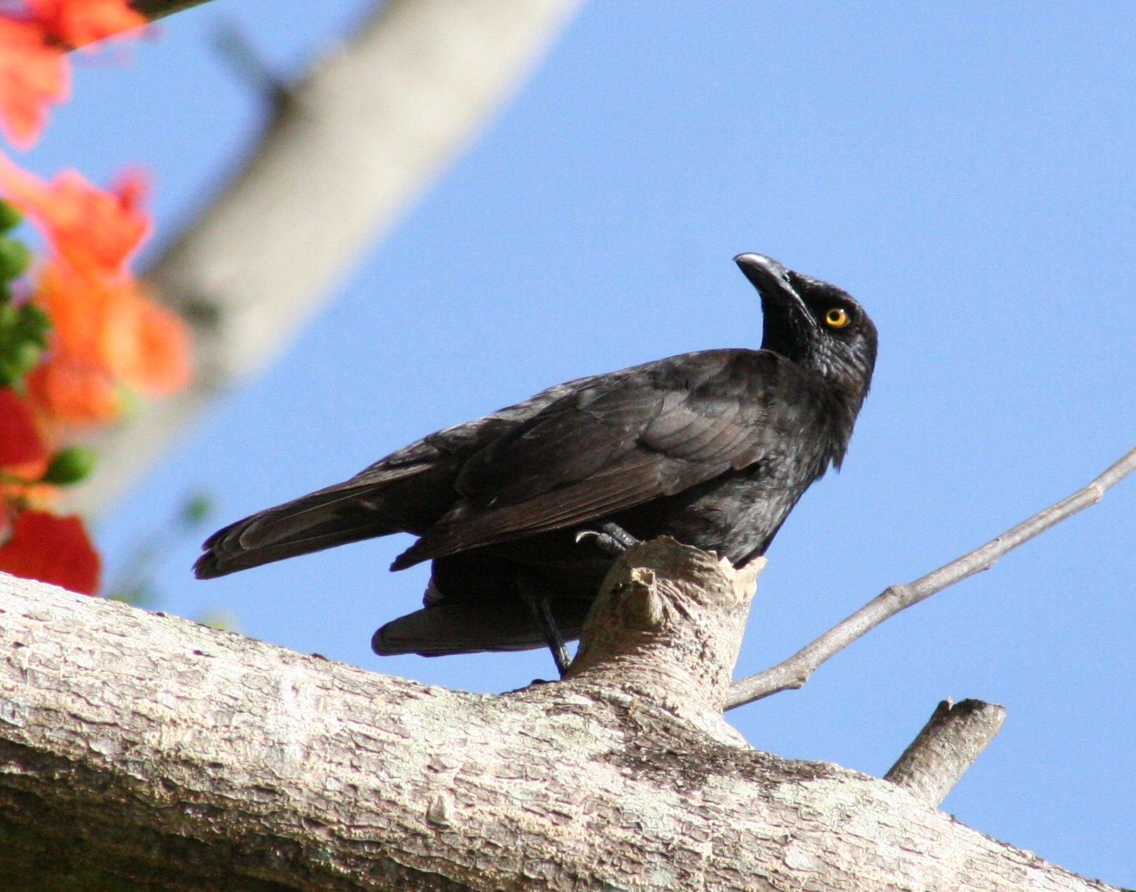 Micronesian Starling (Aplonis opaca) :: BirdWeather
