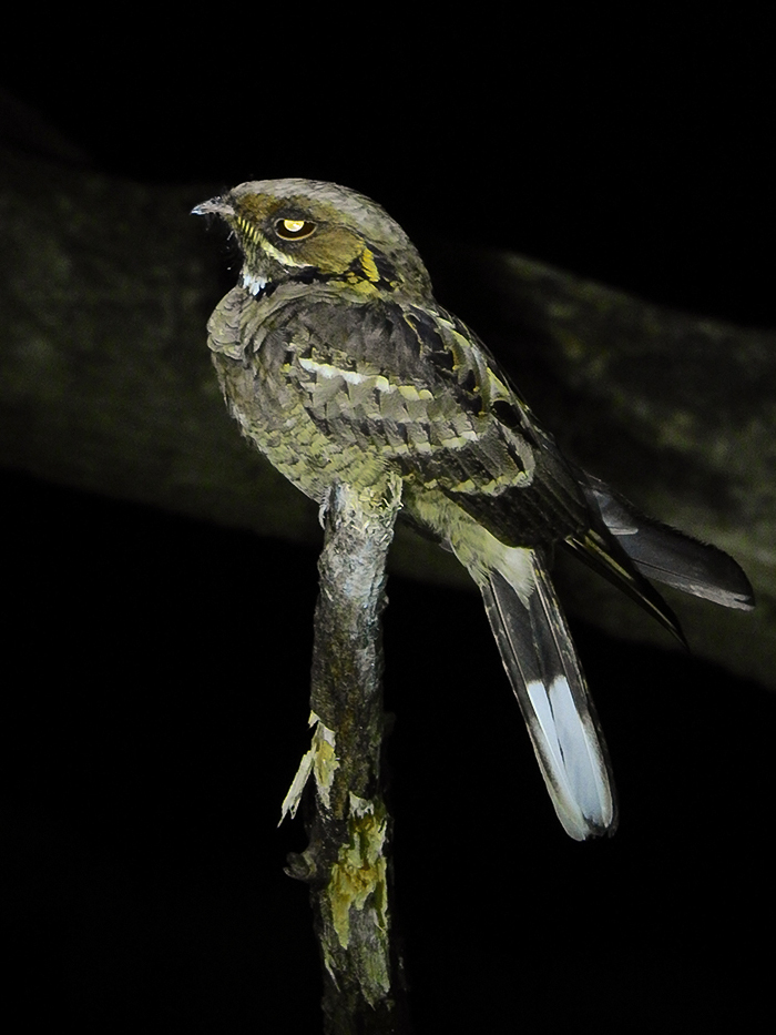 Jerdon's Nightjar (Caprimulgus atripennis) :: BirdWeather