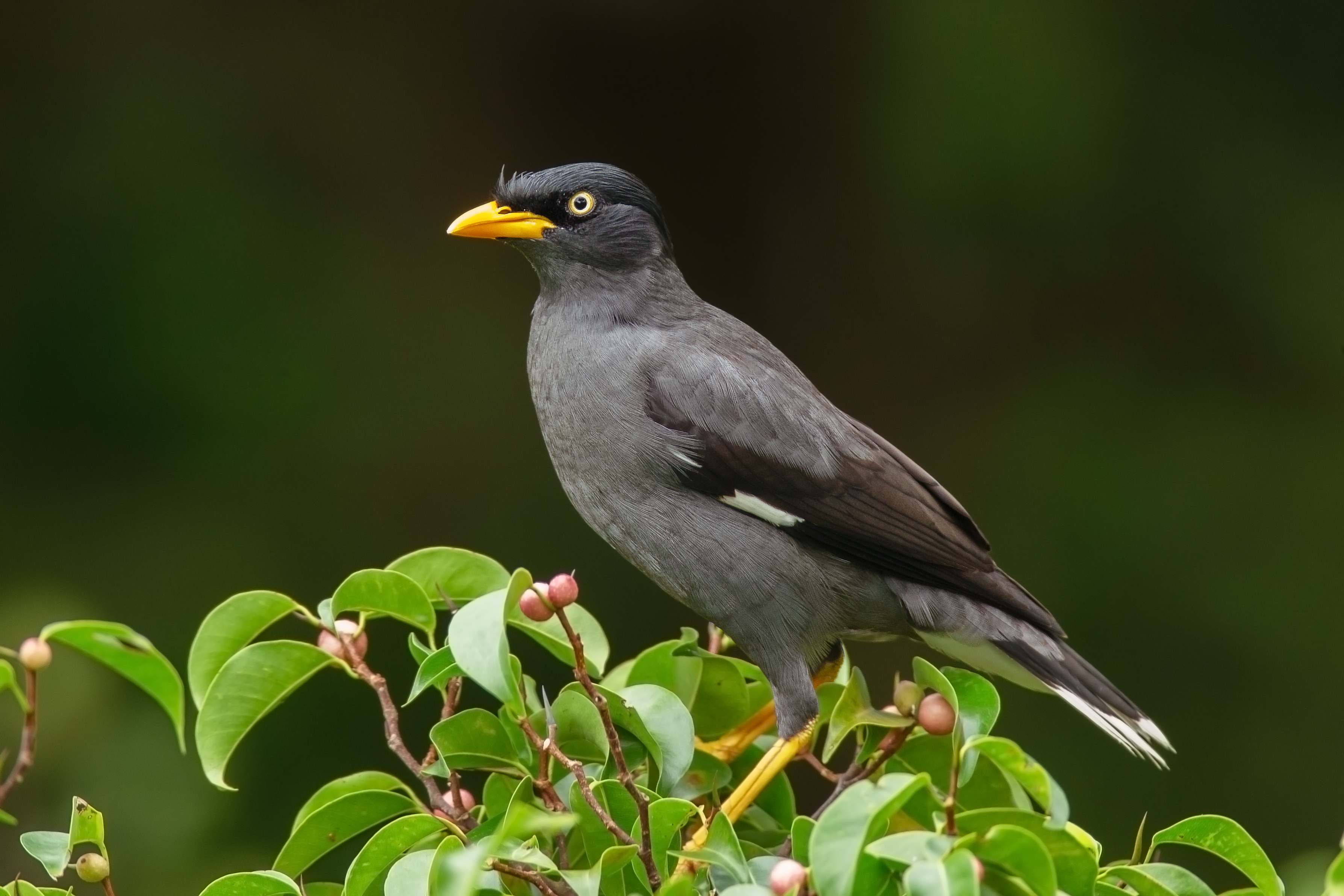Javan Myna (Acridotheres javanicus) :: BirdWeather