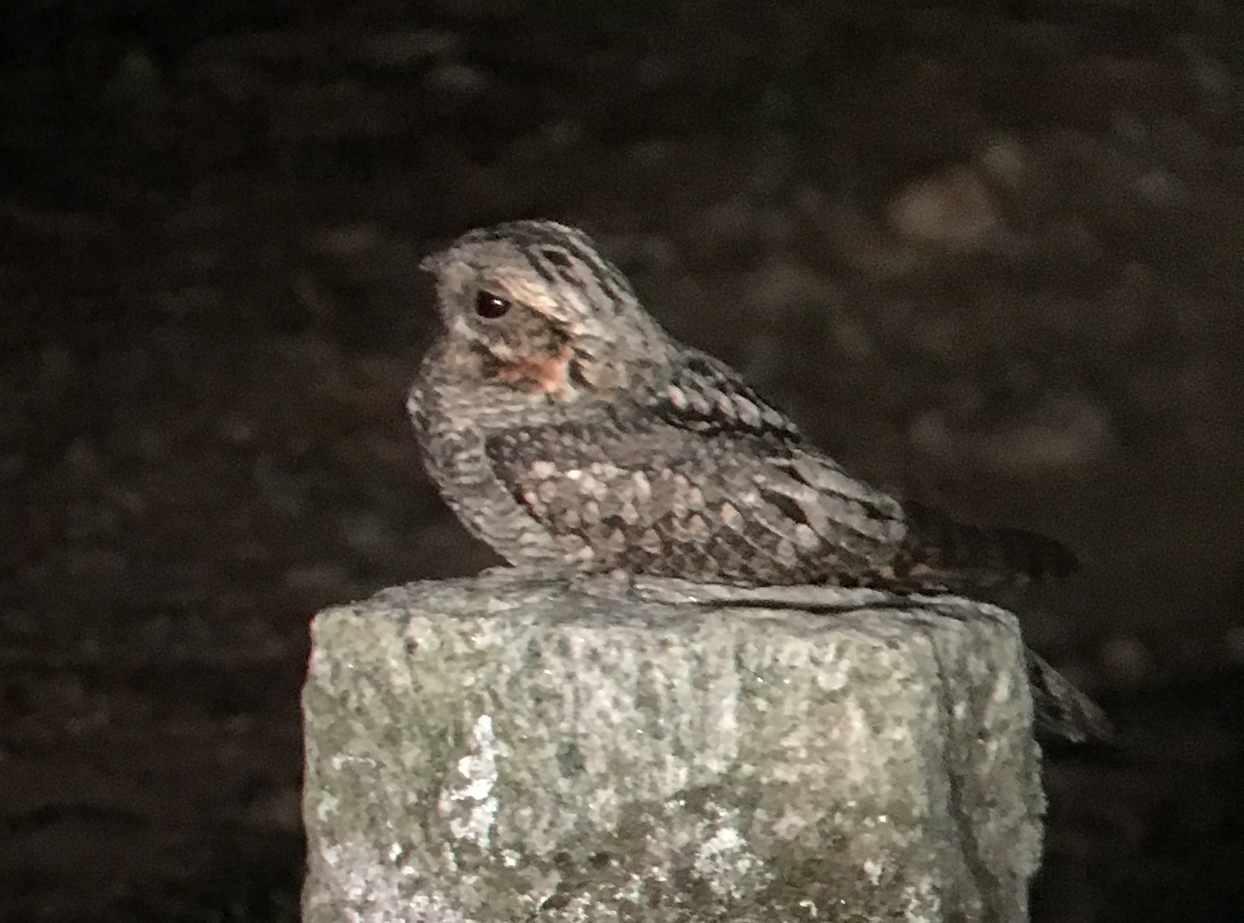 Jungle Nightjar (Caprimulgus indicus) :: BirdWeather