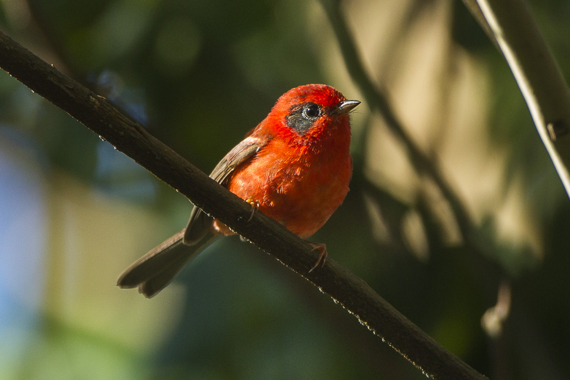 Red Warbler (Cardellina rubra) :: BirdWeather