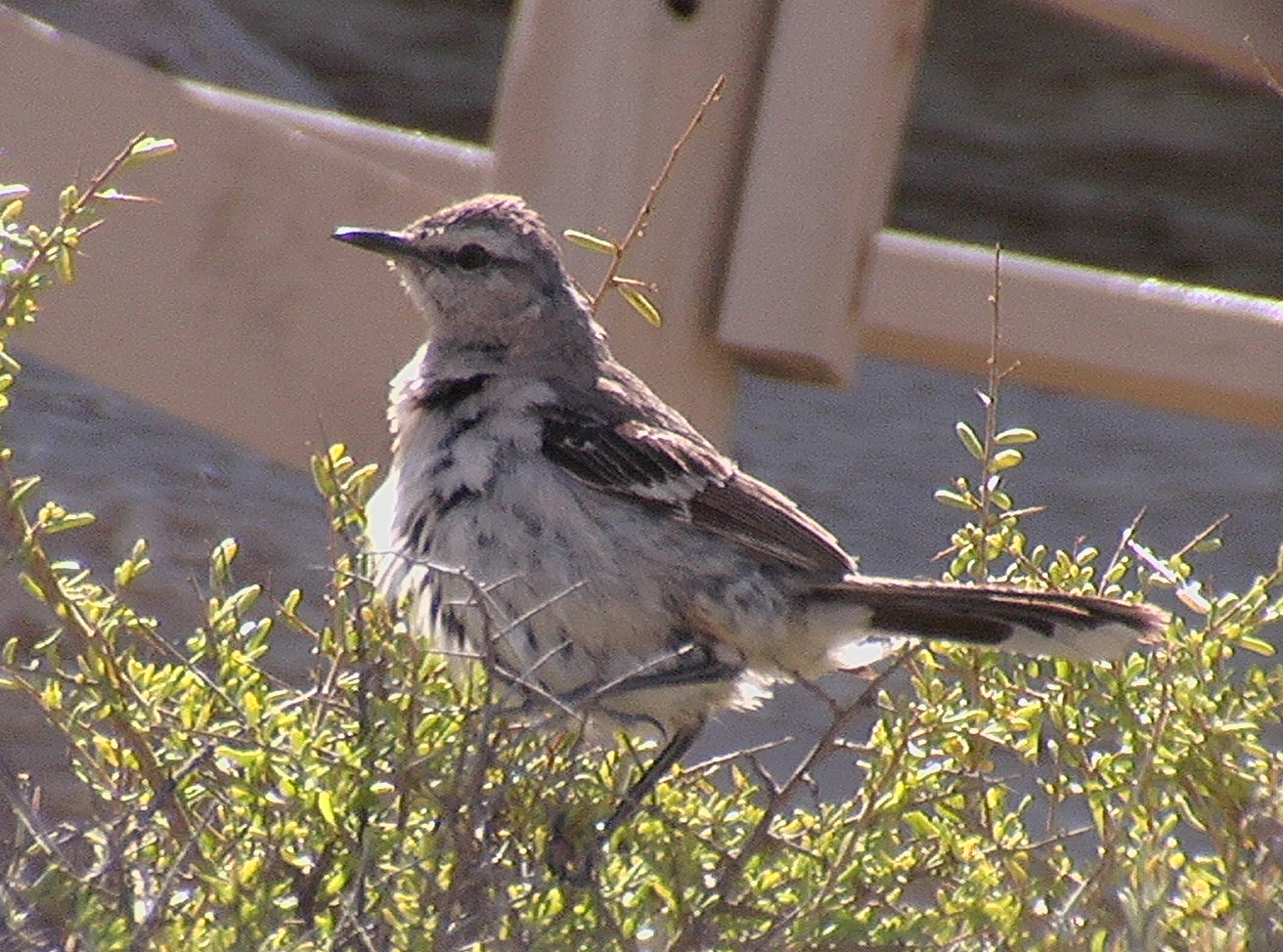 White-banded Mockingbird (Mimus triurus) :: BirdWeather