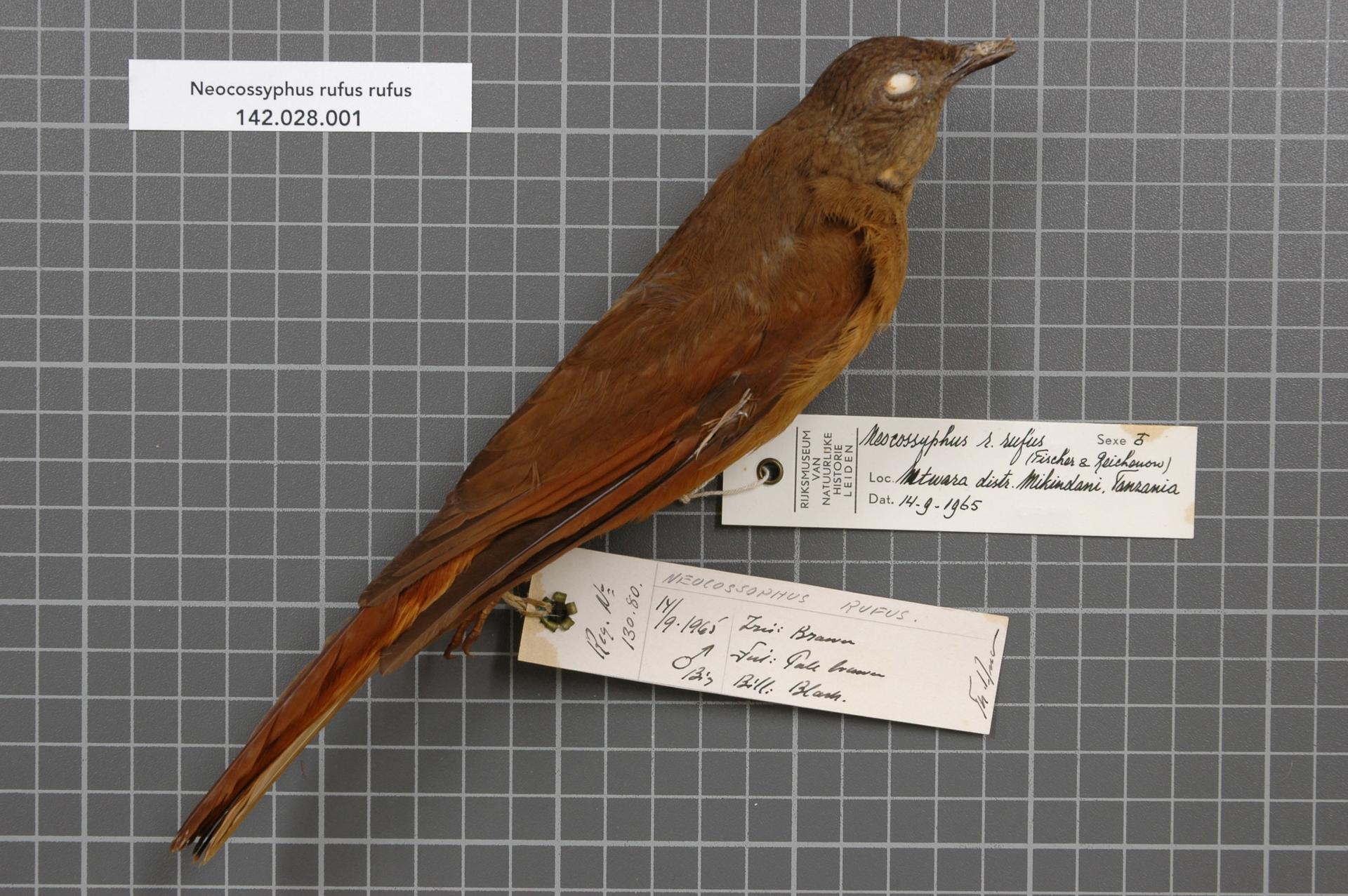 Red-tailed Ant-Thrush (Neocossyphus rufus) :: BirdWeather