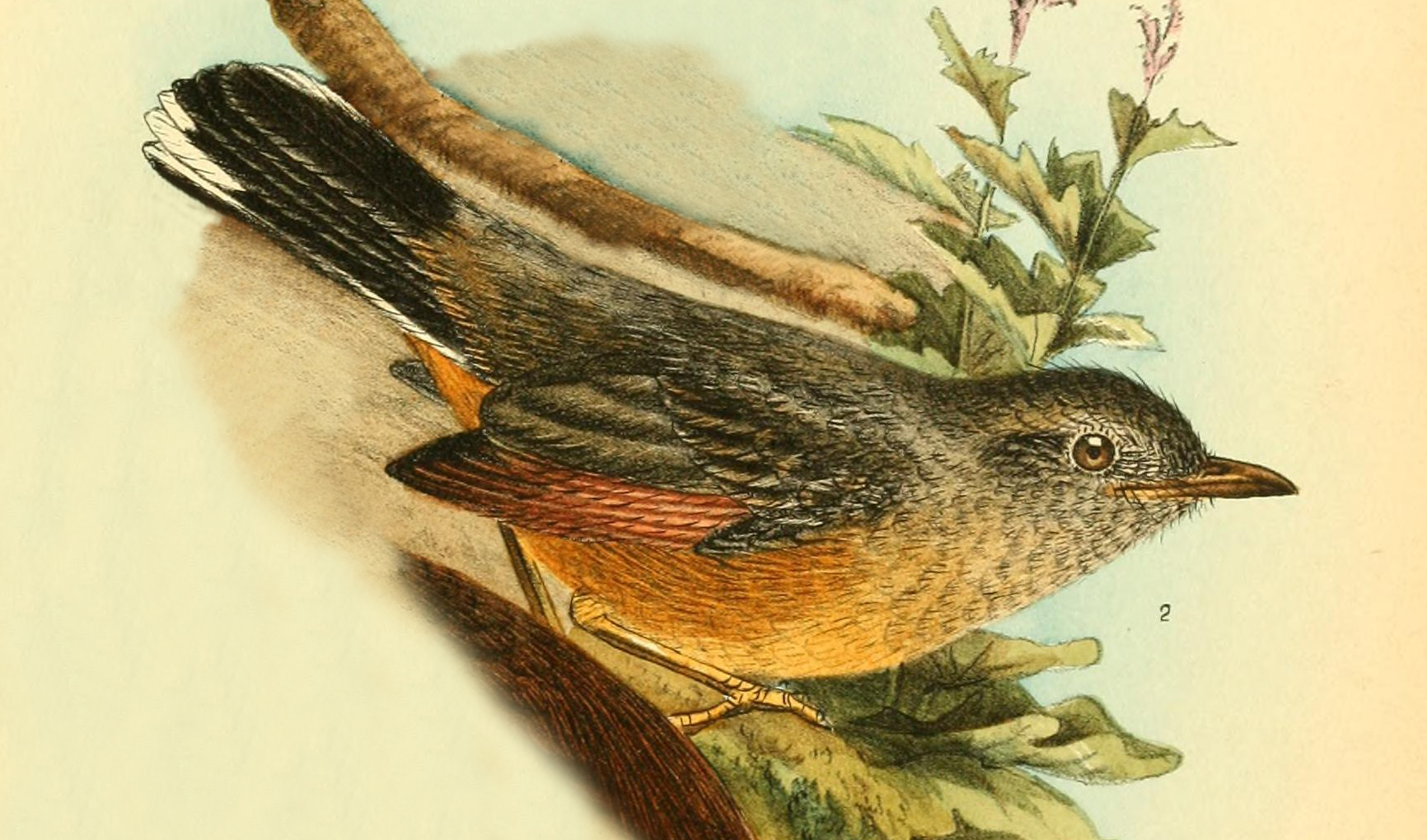 White-tailed Ant-Thrush (Neocossyphus poensis) :: BirdWeather