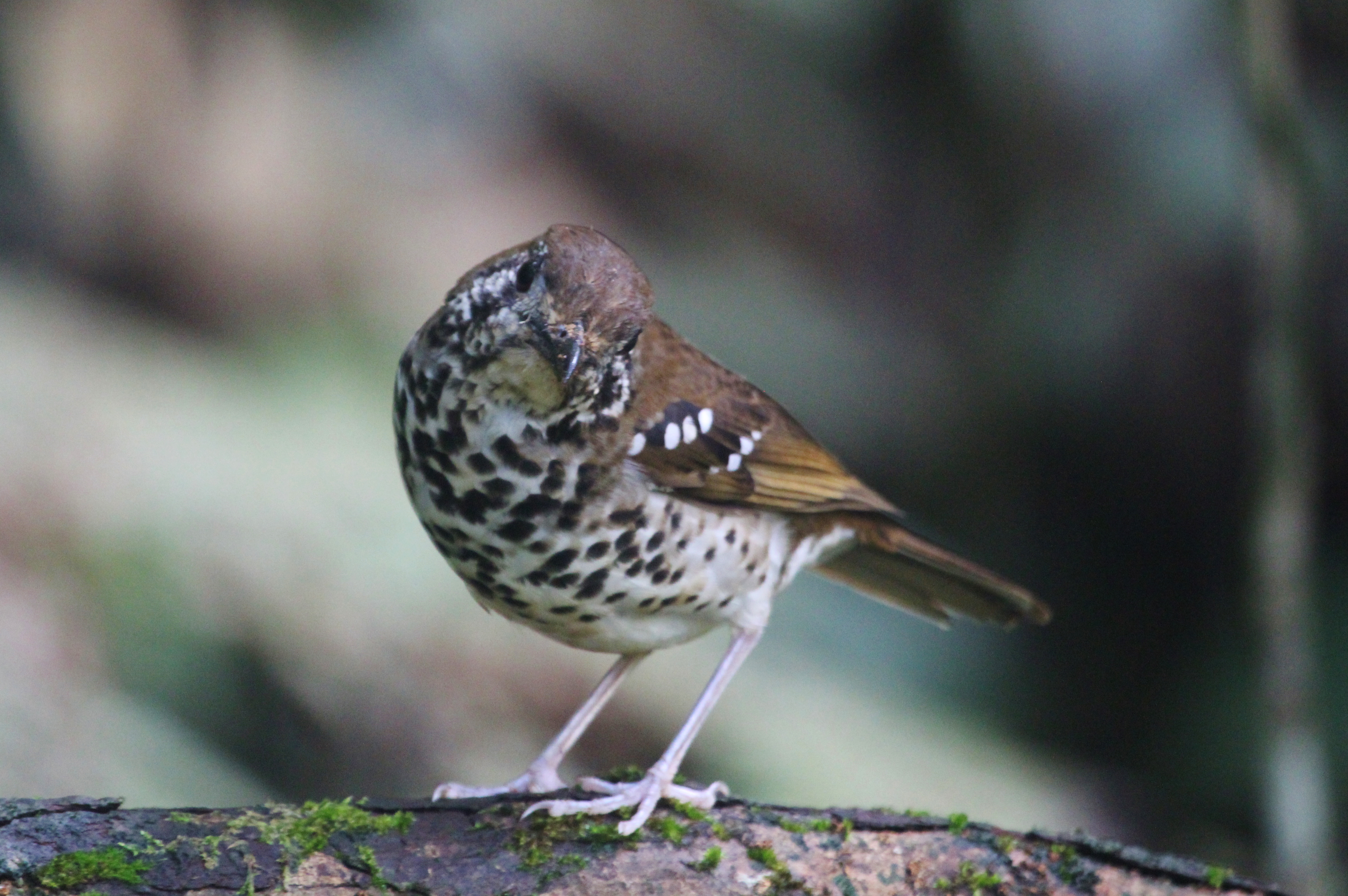 Spot-winged Thrush (Geokichla spiloptera) :: BirdWeather