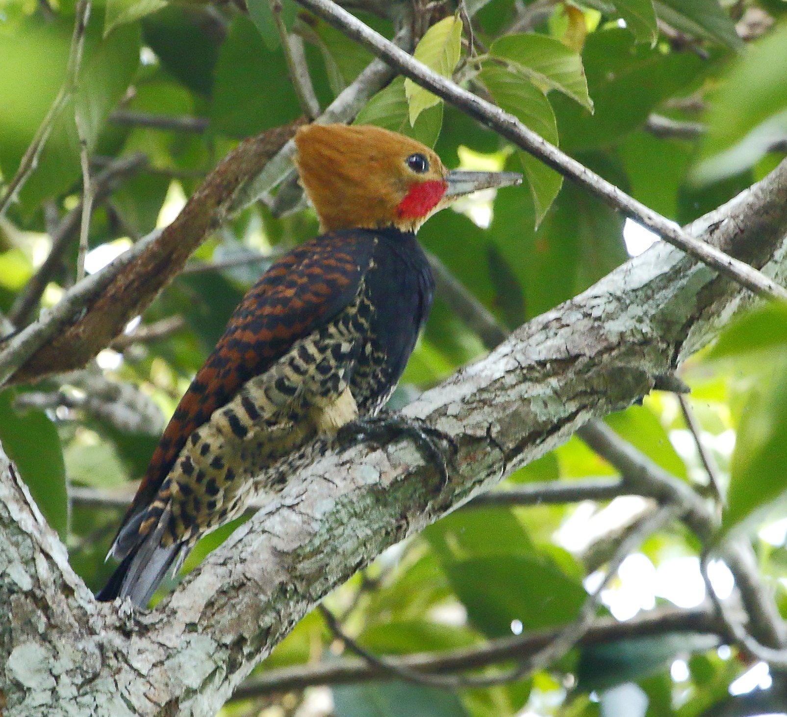 Ringed Woodpecker (Celeus torquatus) :: BirdWeather