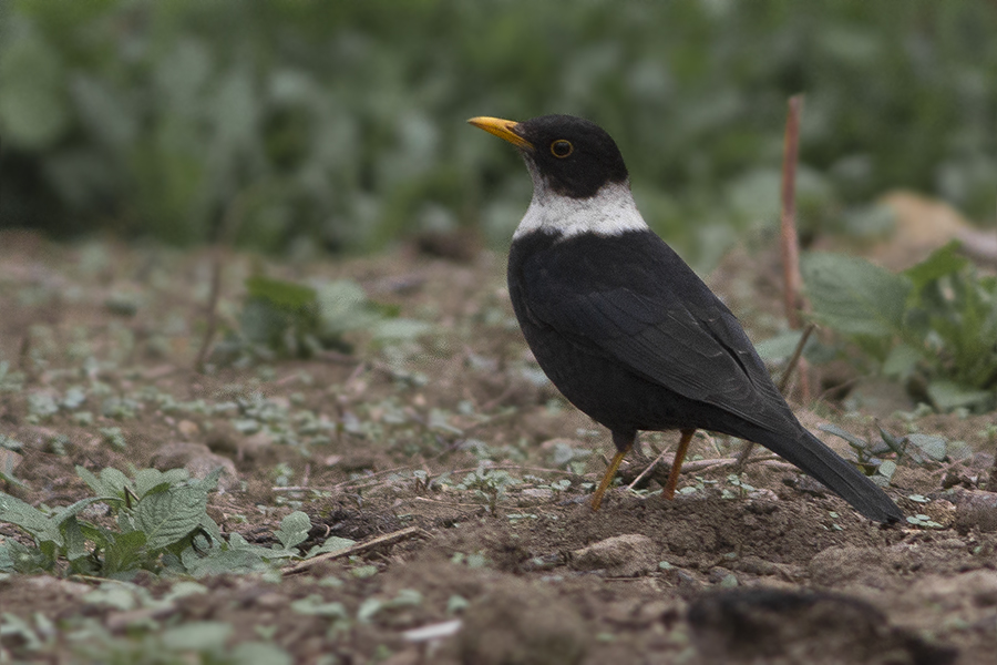 White-collared Blackbird (Turdus albocinctus) :: BirdWeather