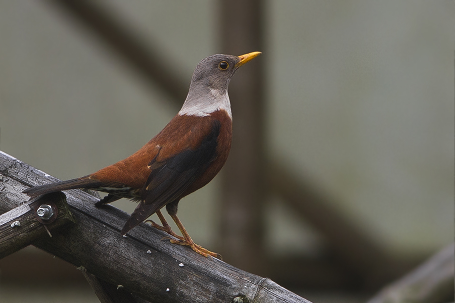 Chestnut Thrush (Turdus rubrocanus) :: BirdWeather