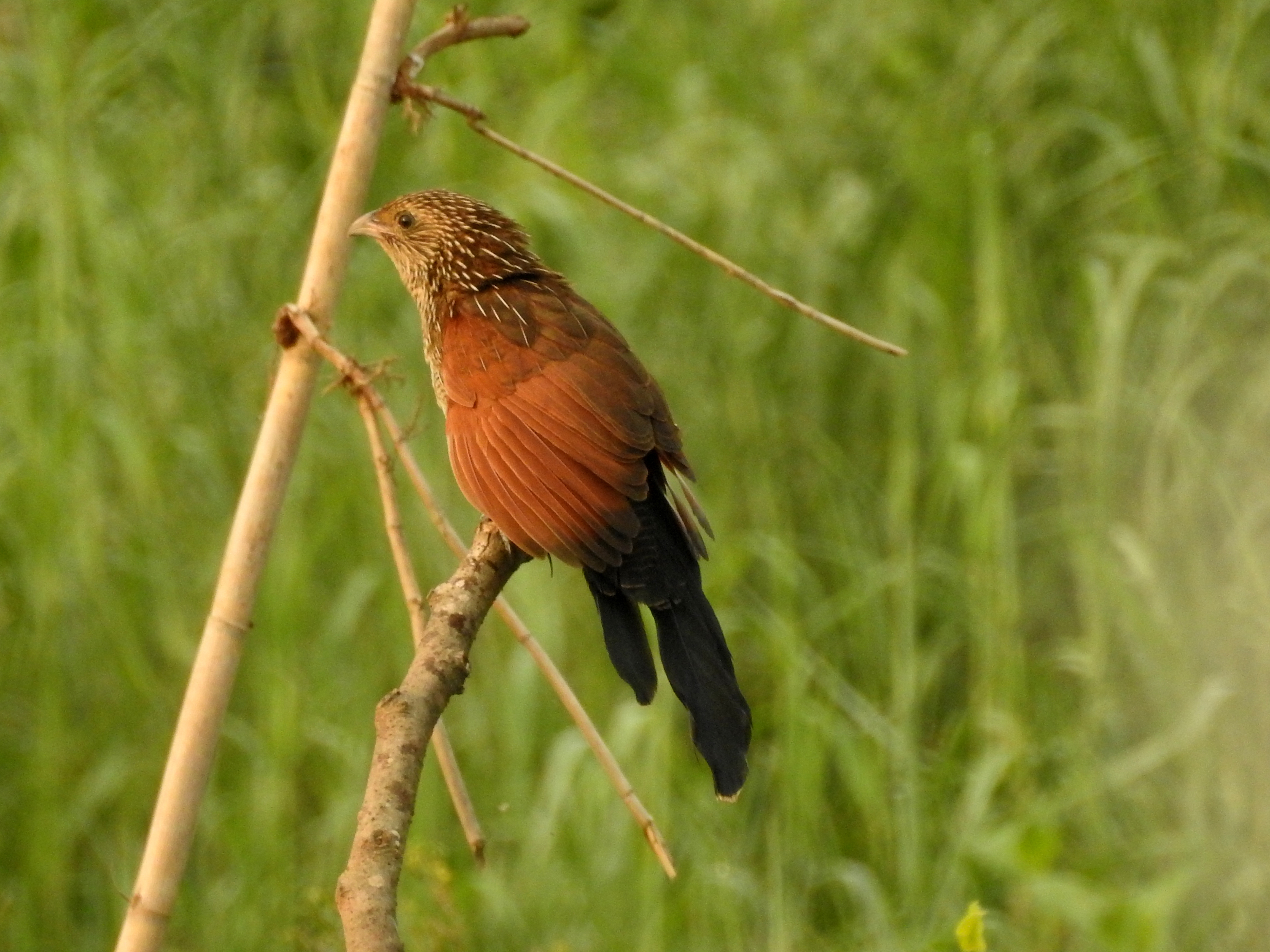 Lesser Coucal (Centropus bengalensis) :: BirdWeather
