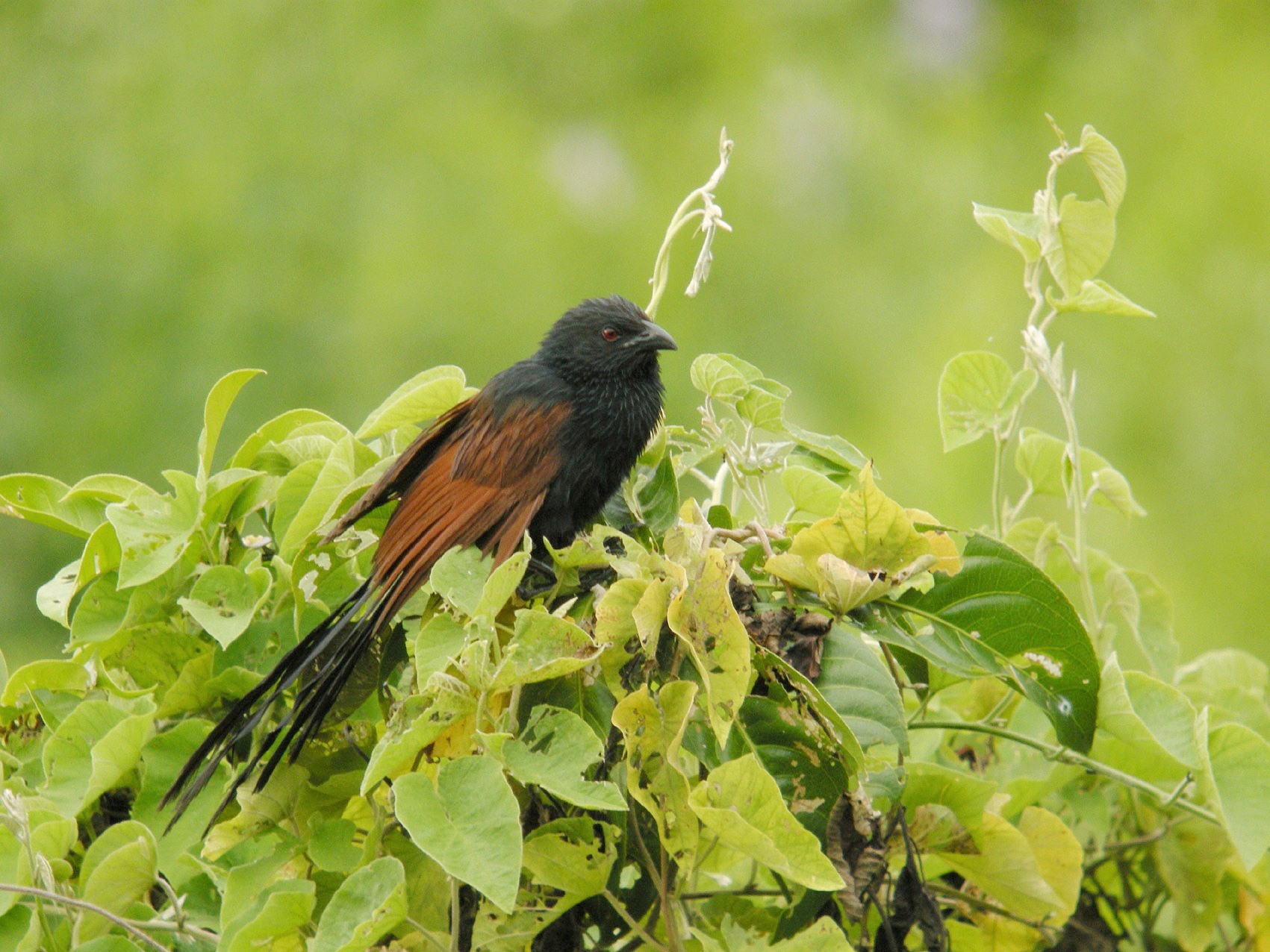 Malagasy Coucal (Centropus toulou) :: BirdWeather