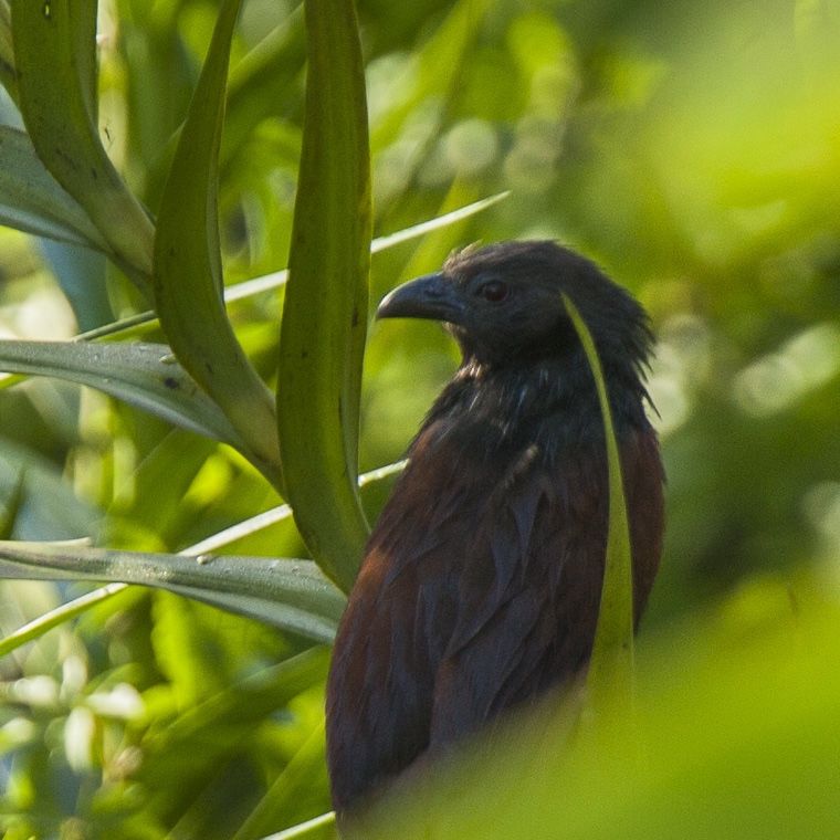 Philippine Coucal (Centropus viridis) :: BirdWeather