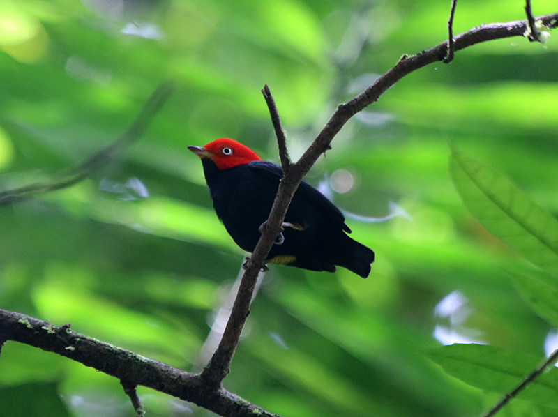Red-capped Manakin (Ceratopipra mentalis) :: BirdWeather