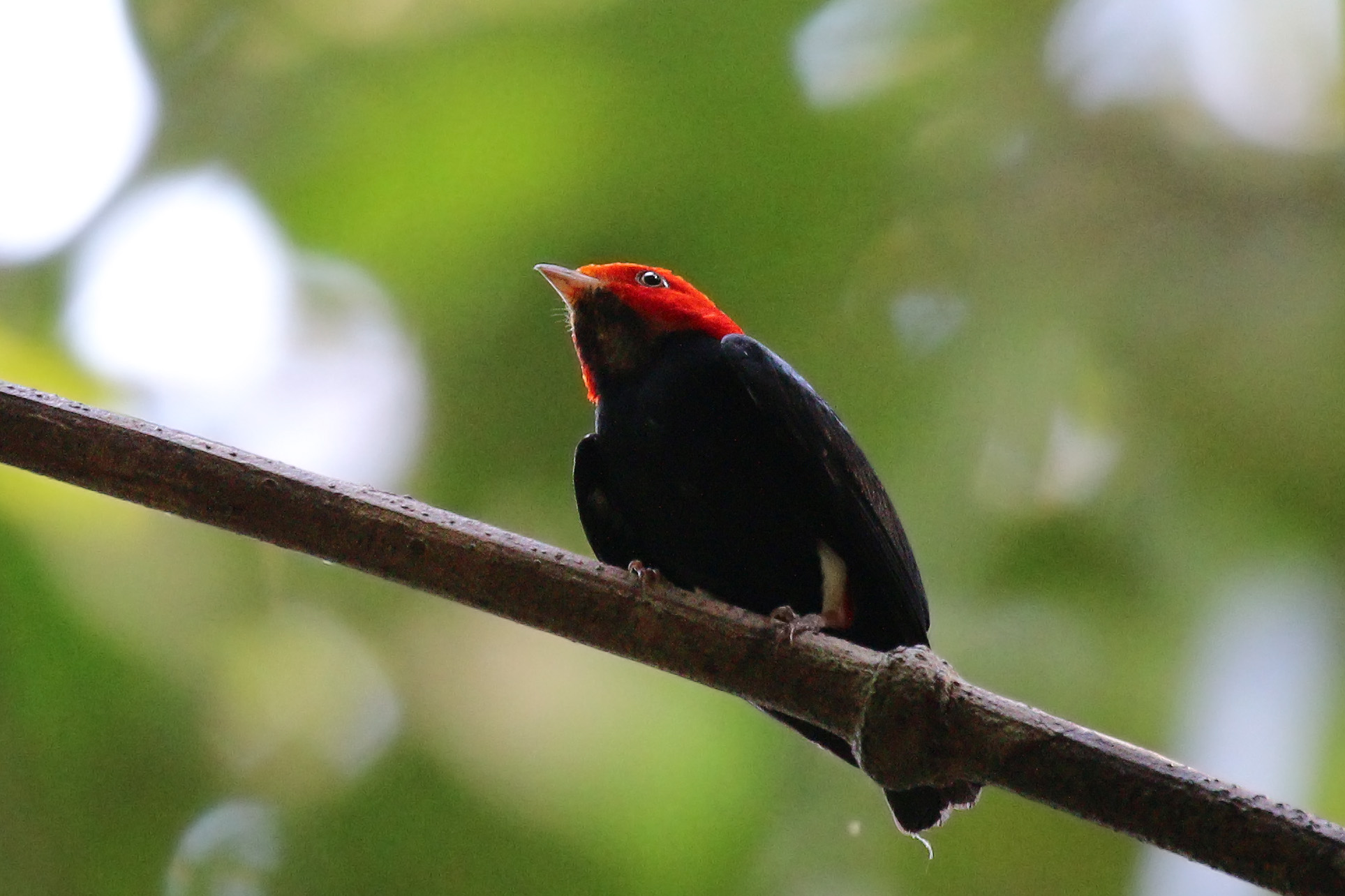 Red-headed Manakin (Ceratopipra rubrocapilla) :: BirdWeather