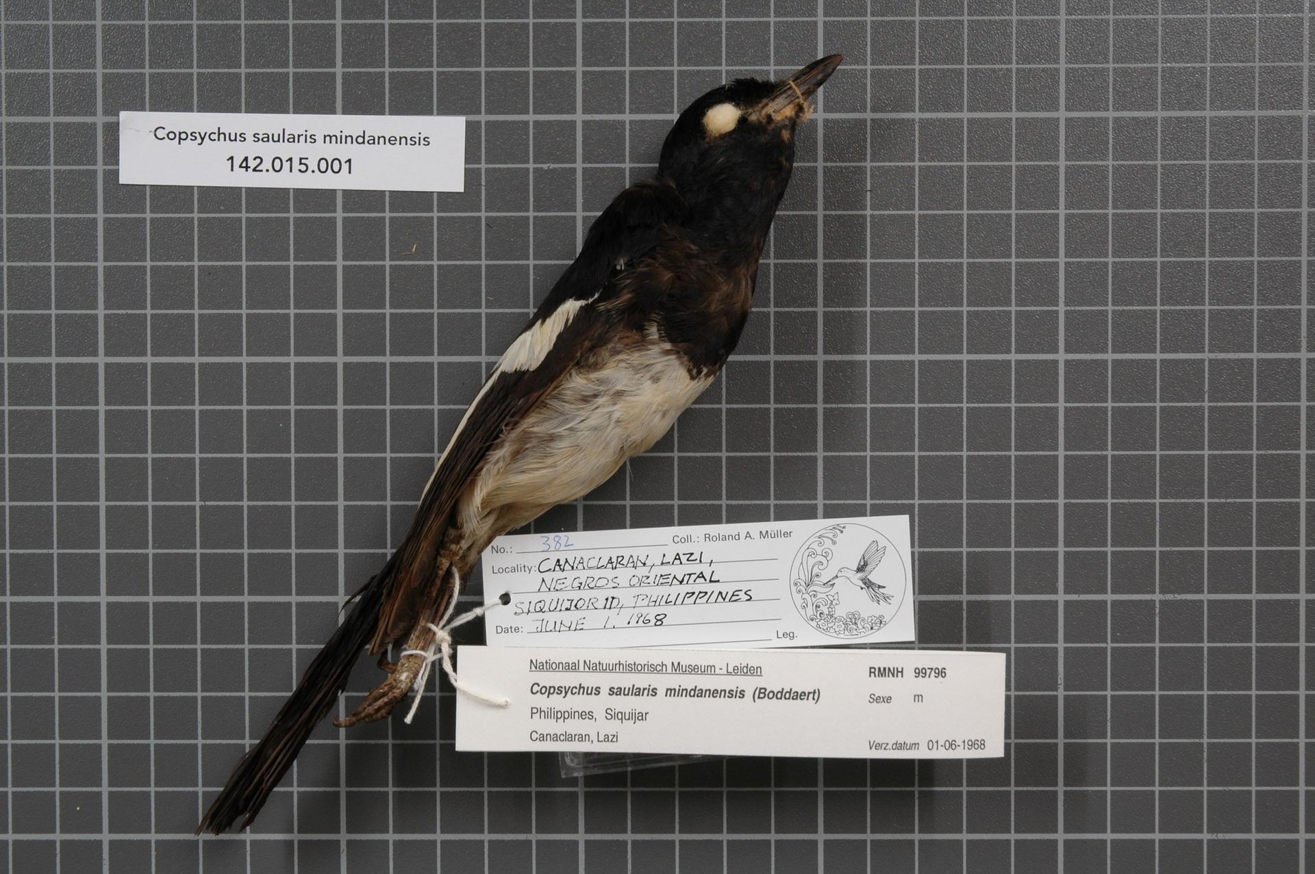 Philippine Magpie-Robin (Copsychus mindanensis) :: BirdWeather