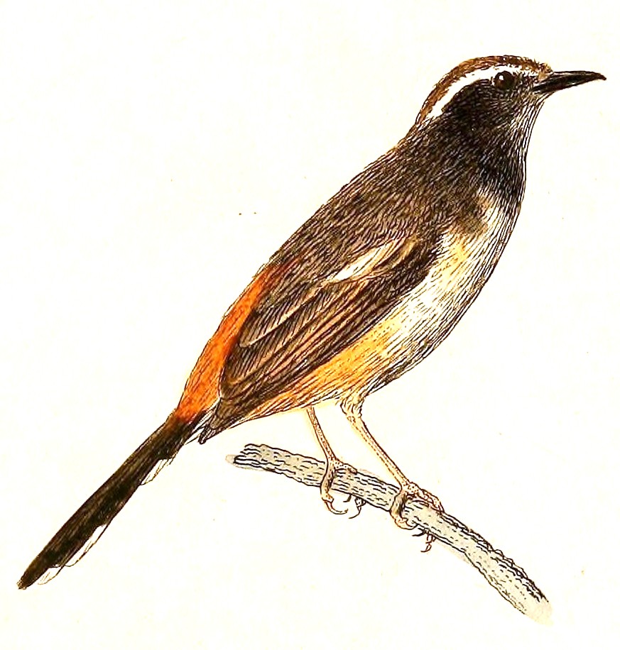 White-browed Shama (Copsychus luzoniensis) :: BirdWeather