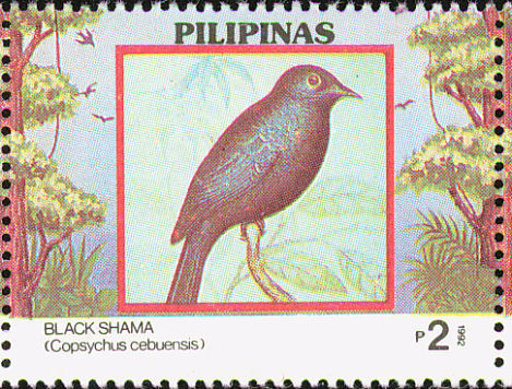 Black Shama (Copsychus cebuensis) :: BirdWeather