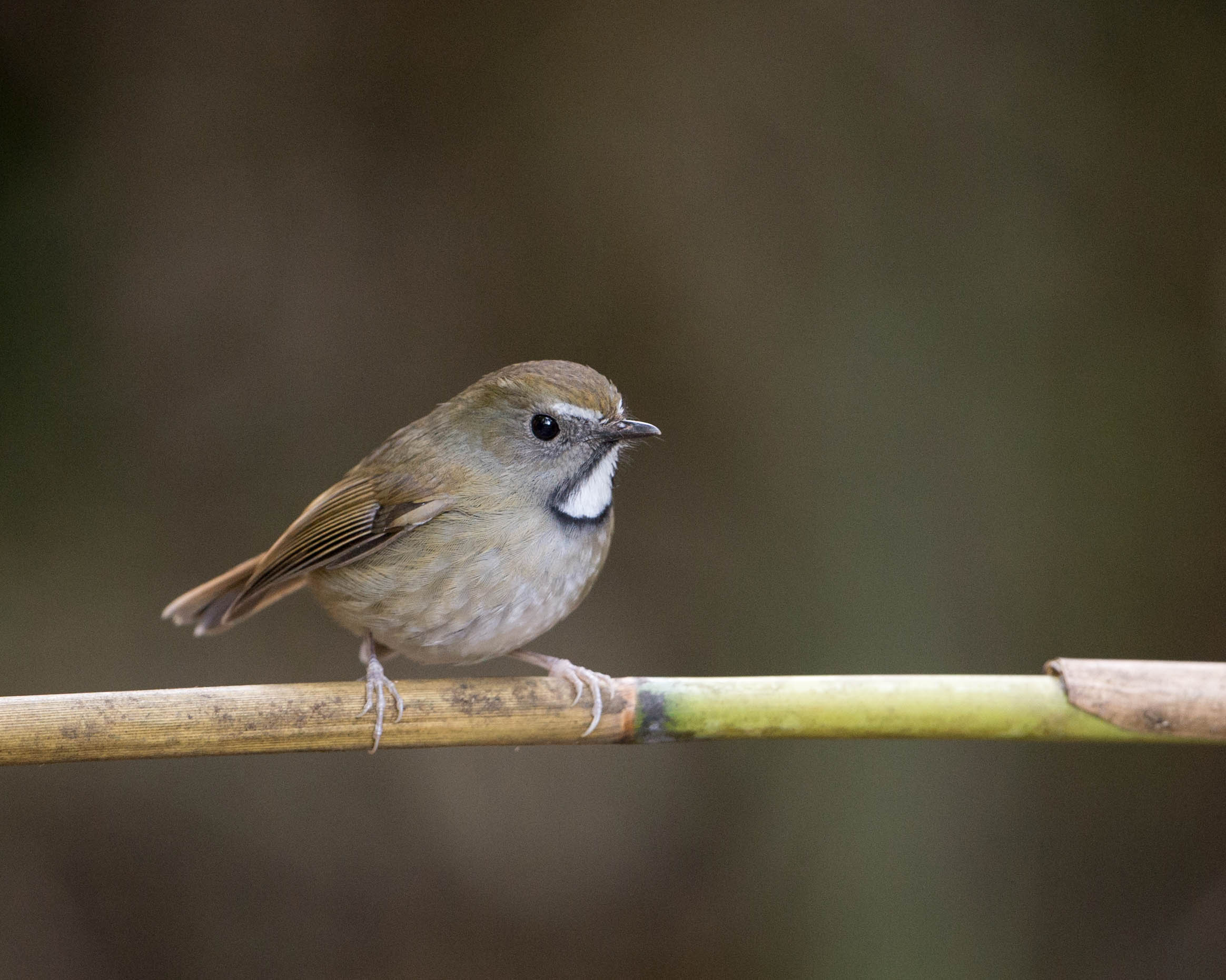 White-gorgeted Flycatcher (Anthipes monileger) :: BirdWeather