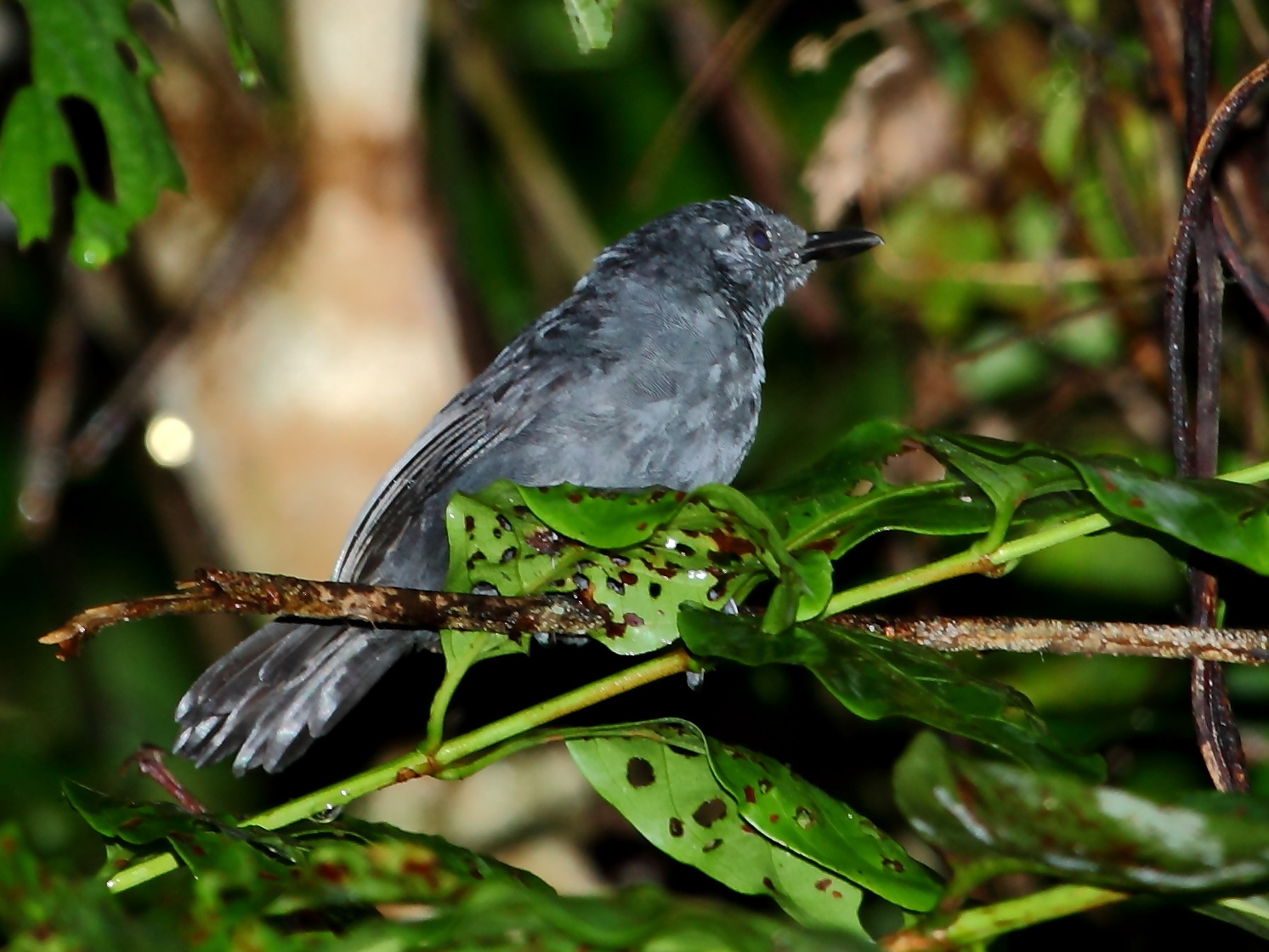 Blackish Antbird (Cercomacroides nigrescens) :: BirdWeather